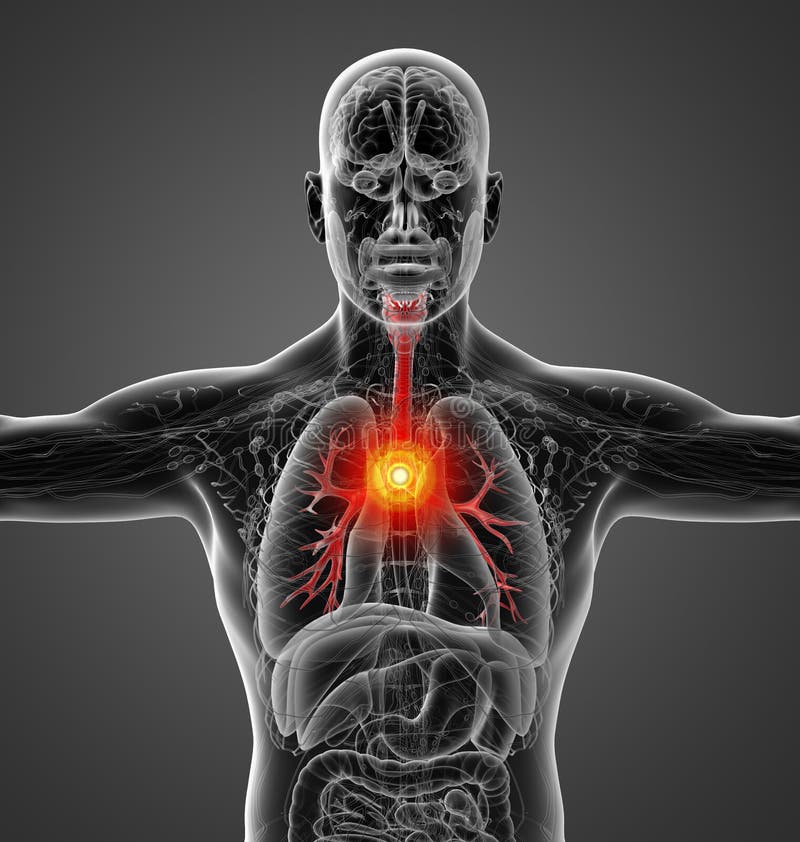 3D rendering of bronchi stock illustration. Illustration of lobes ...