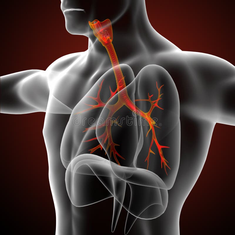 3D Medical Illustration of the Male Bronchi Stock Illustration ...