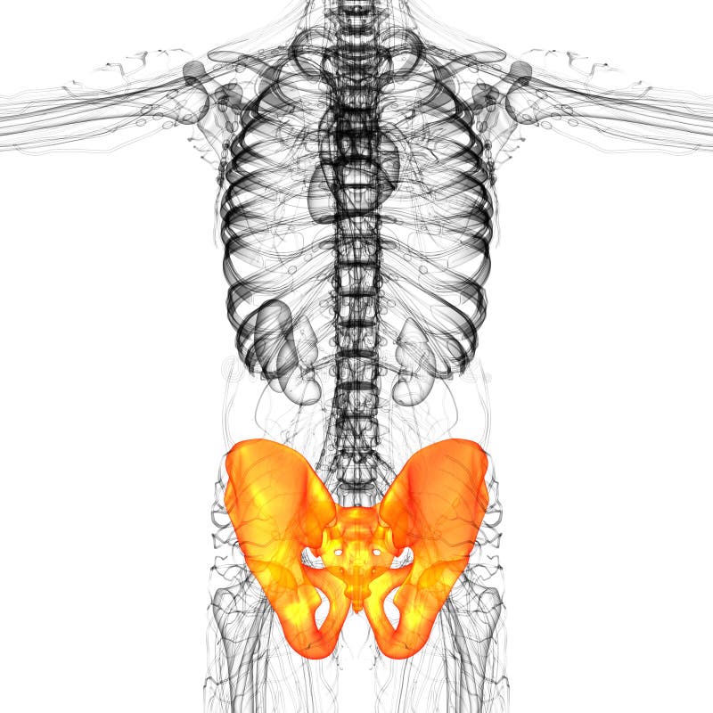 3D Medical Illustration of the Pelvis Bone Stock Illustration ...
