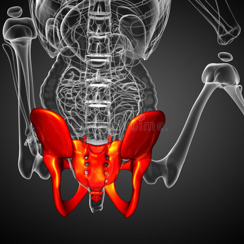 3D Medical Illustration of the Pelvis Bone Stock Illustration ...