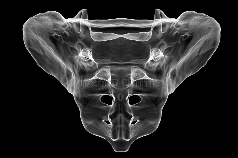 A 3D Medical Illustration of the Sacrum Bone Stock Illustration ...