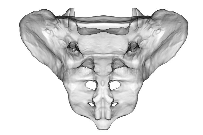 A 3D Medical Illustration of the Sacrum Bone Stock Illustration ...