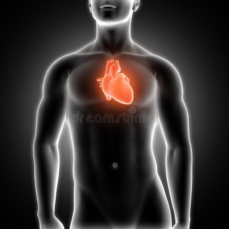 3D Medical Male Figure with Heart Highlighted Stock Illustration ...