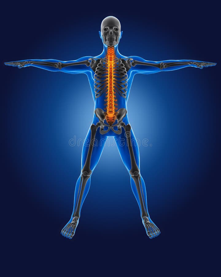3D Skeleton with Spine Highlighted Stock Illustration - Illustration of ...
