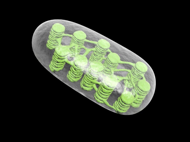 Chloroplasts Animal Cell 3d Image Stock Illustration - Illustration of ...