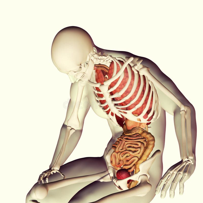 3d Medical Skeleton with Internal Organs Stock Illustration ...