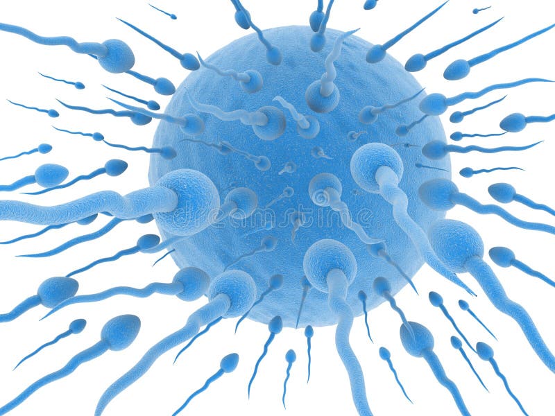 3d Menselijke Sperma En Eicel Op Witte Achtergrond Stock Illustratie ...