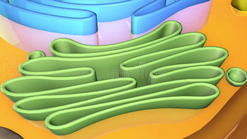 Animal Cell - Golgi Apparatus Stock Footage - Video of biology, biopsy ...