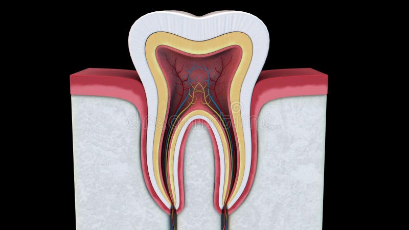 Tooth - rotation zoom out stock video. Video of dimensional - 197514001