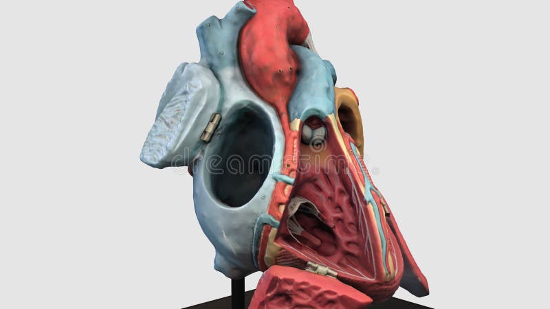 Human Heart - Zoom Out Rotation Stock Video - Video of cardiac ...