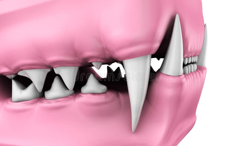 Cat teeth dental chart stock illustration. Illustration of treatment ...