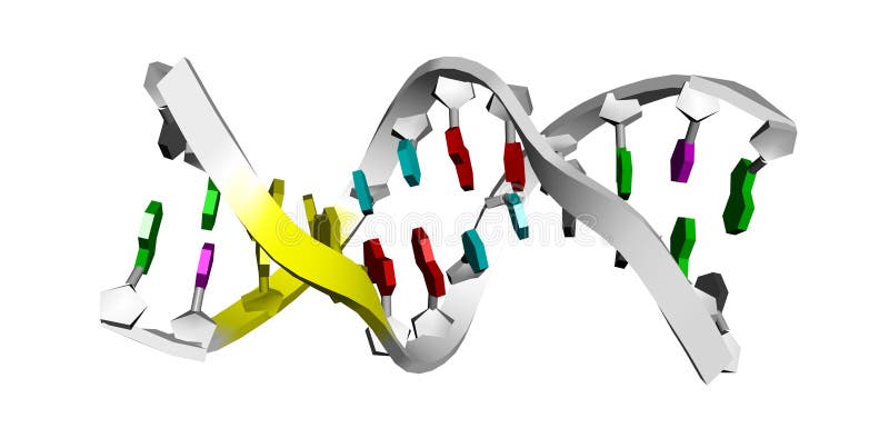 3D model of DNA. stock illustration. Illustration of biochemistry ...