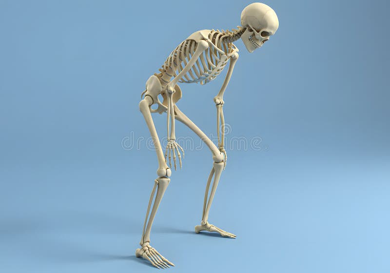 Human Skeleton Slumped Posture Illustration Stock Illustration ...