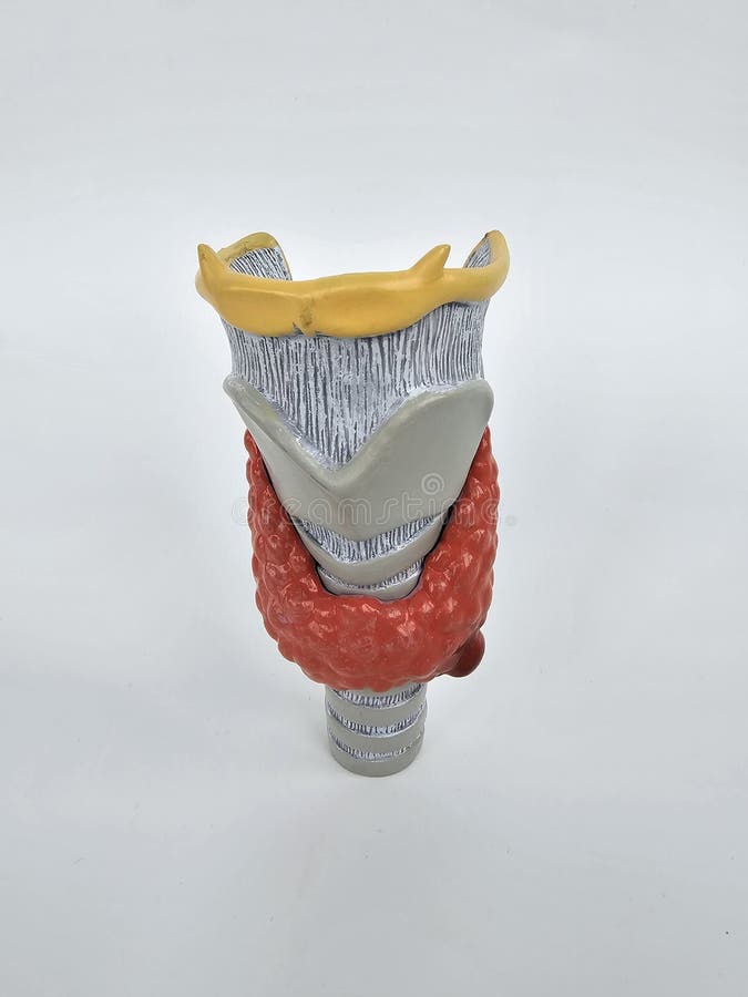 3D Model of the Human Throat Anatomy Showcasing the Larynx and ...