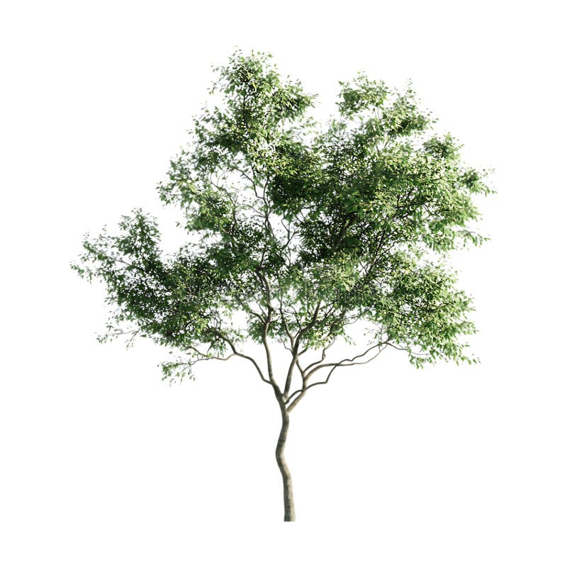3D Model Lush Green Tree HighRes Render on Transparent Background Stock ...