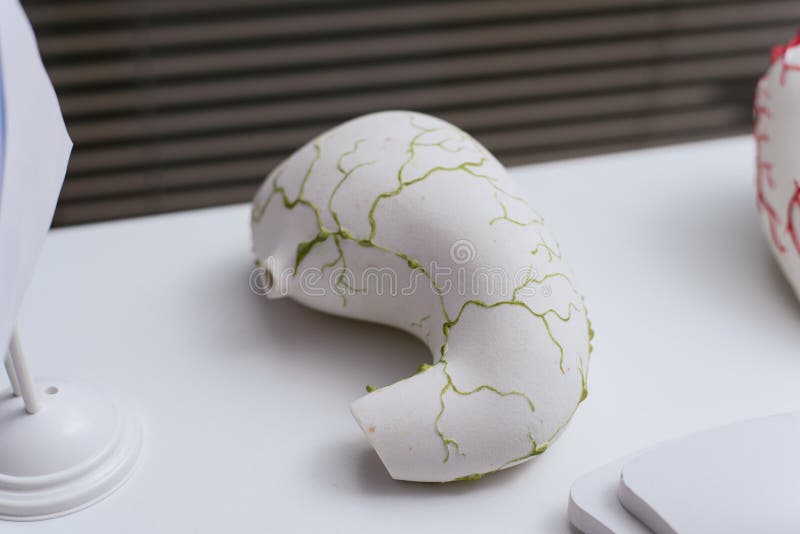 3d Models of Organs. Lightweight Printed on a 3D Printer. Stock Image ...