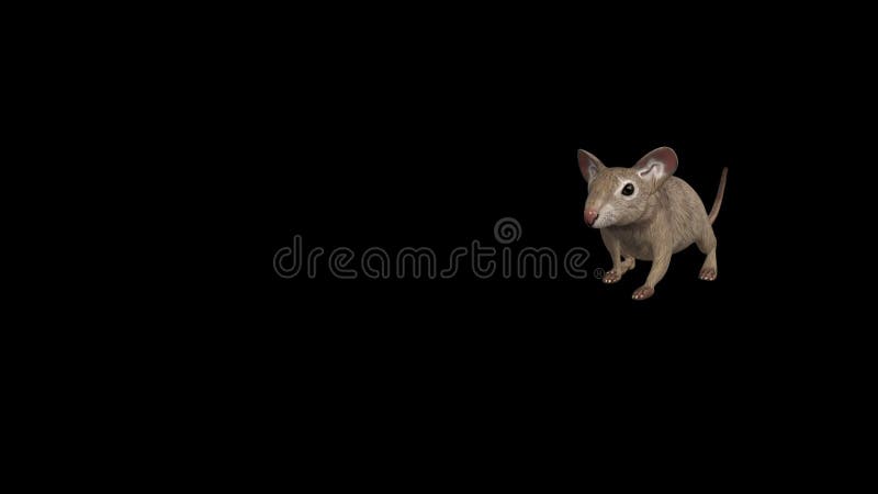 3D mouse animation stock video. Video of maus, real - 243517547