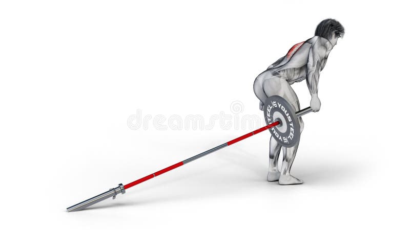3d of Muscular Character Training Traps (mid-back)-Barbell Landmine Row ...
