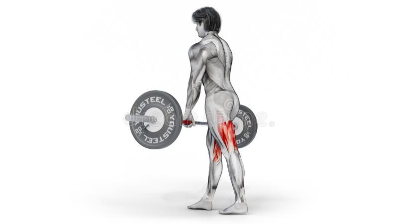 3d of Muscular Man Training Hamstrings-Barbell Staggered Deadlift Stock ...