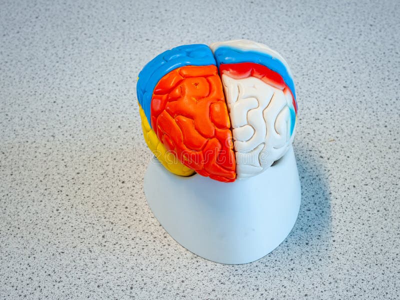 Educational Model of the Human Brain with Several Colours To ...