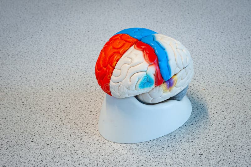 Mental Region Anatomy Stock Photos - Free & Royalty-Free Stock Photos ...