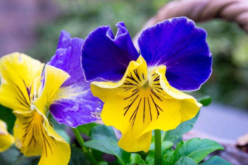 Close Up of a Yellow-blue Coloured Pansy or Viola. Stock Photo - Image ...