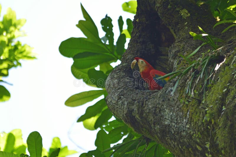 Scarlet Macaw Nest Photos - Free & Royalty-Free Stock Photos from ...