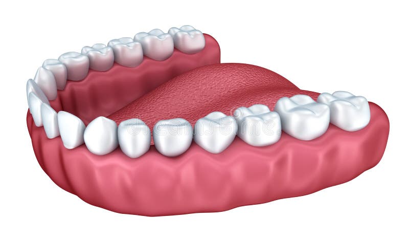 3D-afbeelding Van Een Menselijk Gebitsprothese Stock Illustratie ...
