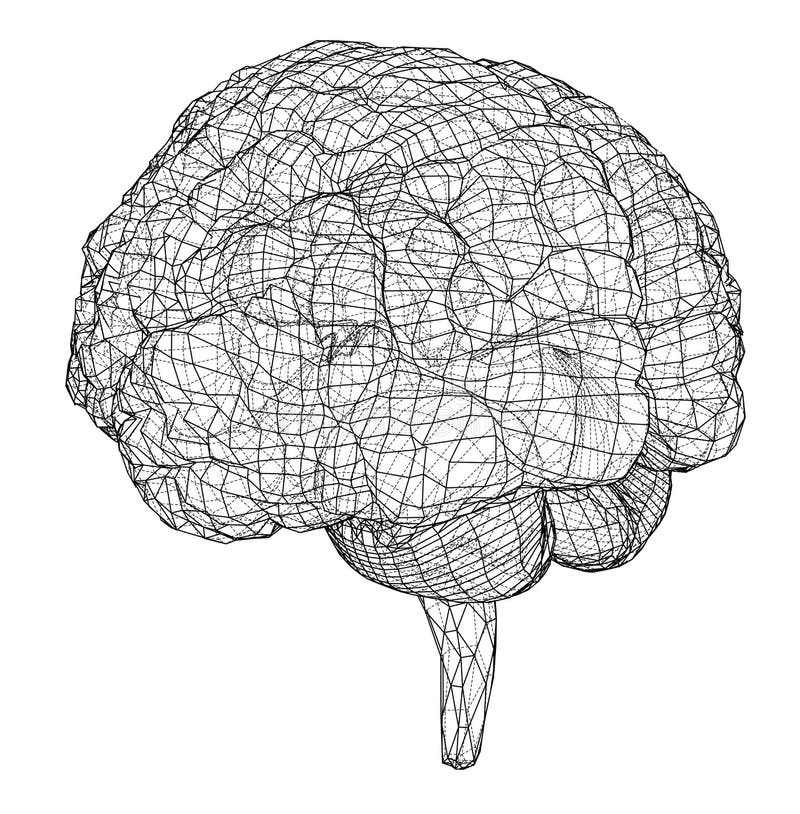 3D outline brain stock illustration. Illustration of design - 133125281