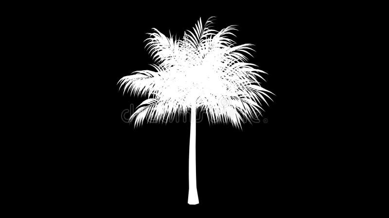 Growing Palm Tree Animation and Alpha Animation for Desinger. Stock ...