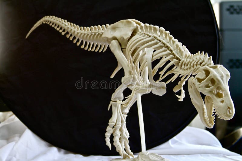 3D Printed Dinosaur Skeleton Stock Image - Image of close, classic ... 3D Printed Dinosaur Skeleton Stock Image - Image of close, classic ...