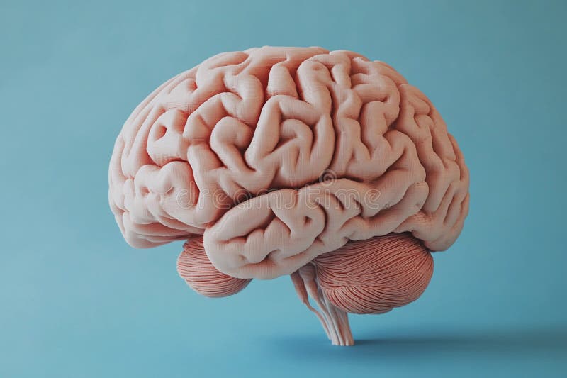 3D Printer Creating a Detailed Model of a Human Brain in a Laboratory ...