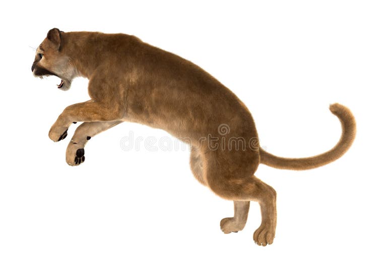3D Que Rende Cat Puma Grande No Branco Ilustração Stock - Ilustração de ...