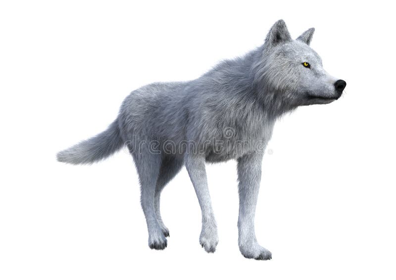 3D Que Rende O Lobo ártico No Branco Ilustração Stock - Ilustração de ...