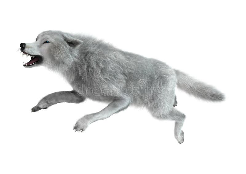 3D Que Rende O Lobo ártico No Branco Ilustração Stock - Ilustração de ...
