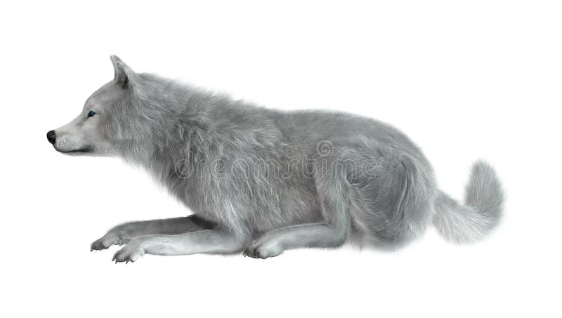 3D Que Rende O Lobo ártico No Branco Ilustração Stock - Ilustração de ...