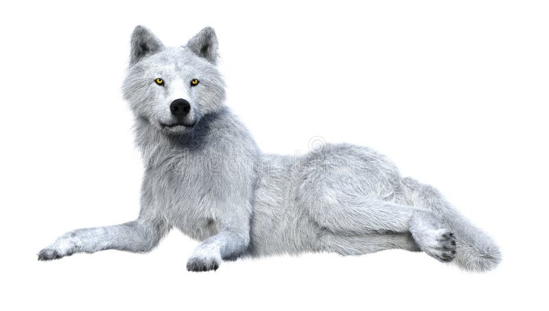 3D Que Rende O Lobo ártico No Branco Ilustração Stock - Ilustração de ...
