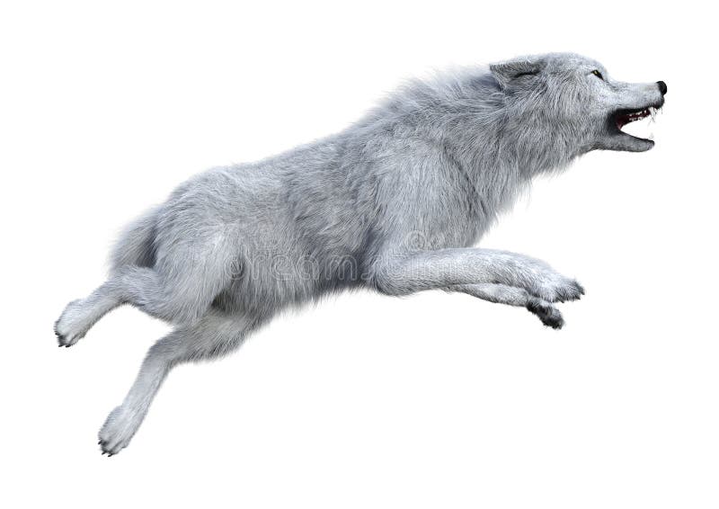 3D Que Rinde El Lobo ártico En Blanco Stock de ilustración ...