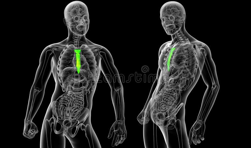 Anatomia Do Osso Do Esterno Com Sistema De Ciculatory Ilustração Stock ...