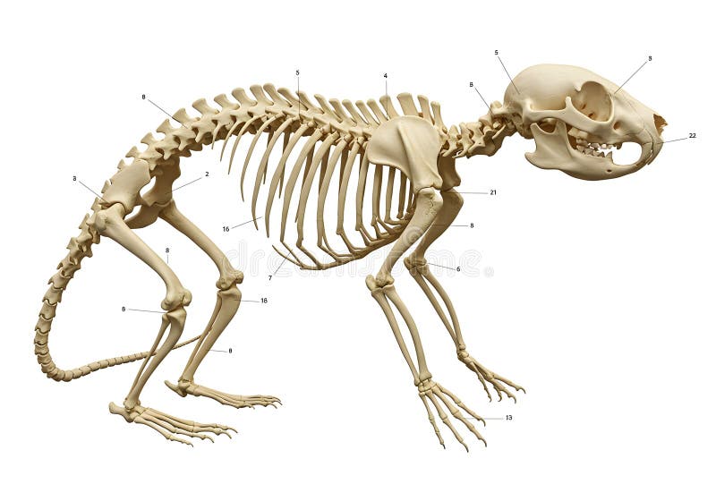 3D Rat Skeleton Anatomy stock illustration. Illustration of model ...