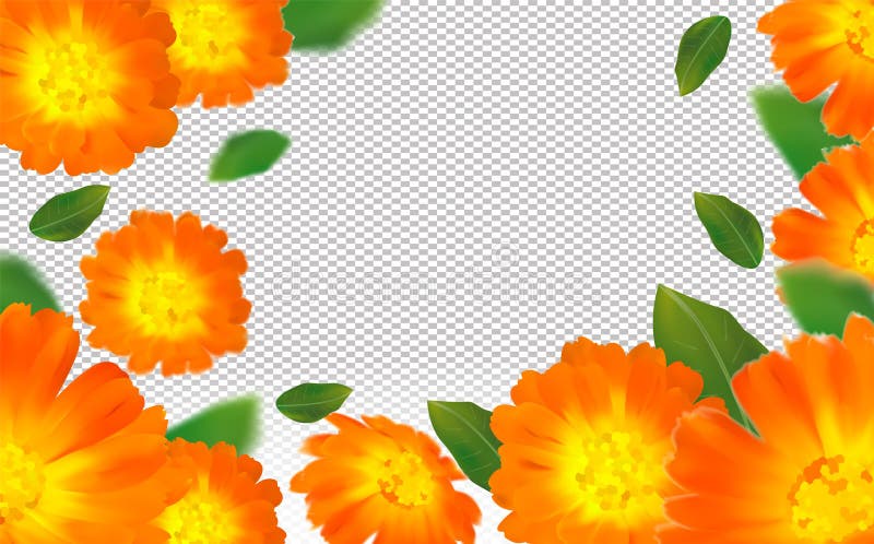3d Realistic Calendula on Transparent Background. Flower Marigold Close ...