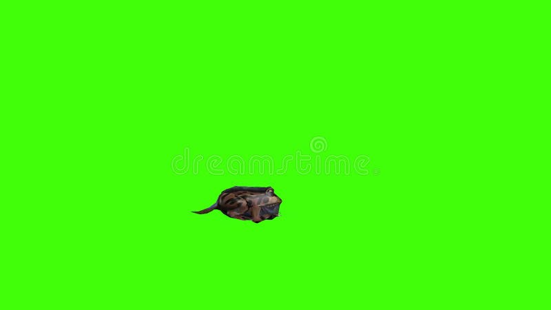 3D Realistic Frog Fast Jumping Entering and Outing Animation with Walk ...
