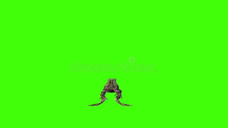 Frog Jumping - Green Screen Stock Footage - Video of macro, animal ...