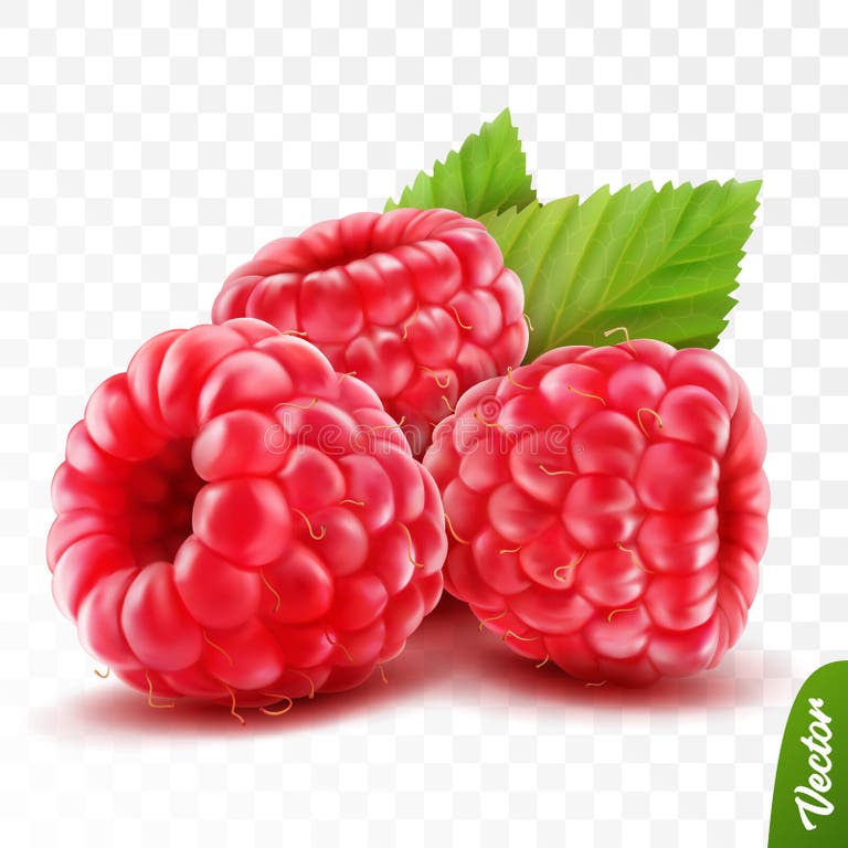 3d Realistic Isolated Vector Whole and Slice of Raspberry with Leaves ...