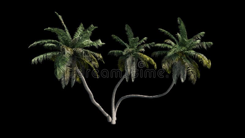 3D Realistic Palm Tree on the Wind with Transparent Cut Out Animation ...
