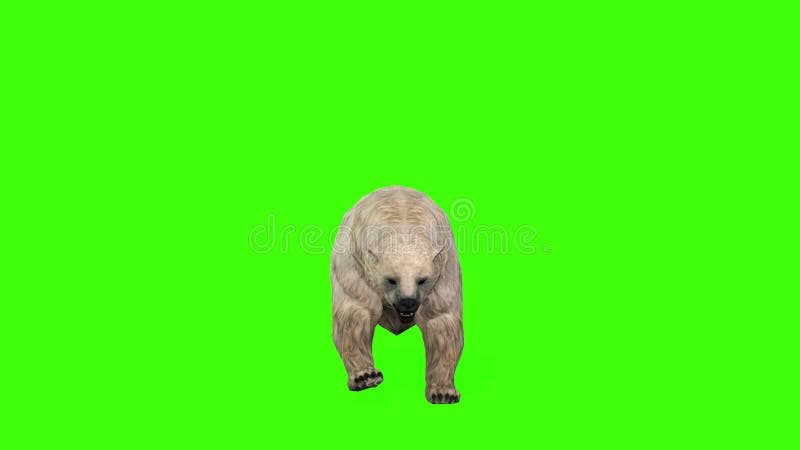 Bear Realistic Running with Front View Green Screen Loop 3D Rendering ...