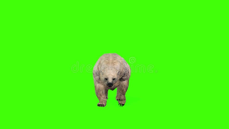Bear Realistic Running with Walk Cycle Side View Green Screen Loop 3D ...