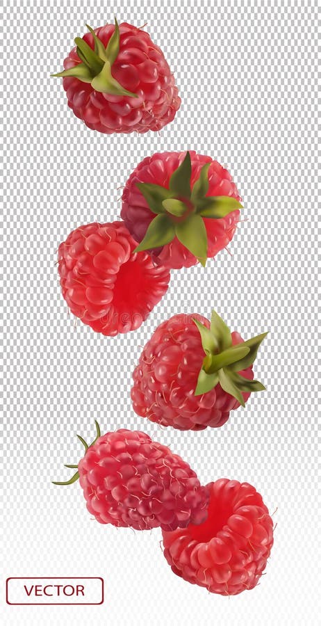 3D Realistic Raspberry on Transparent Background. Motion Raspberry from ...