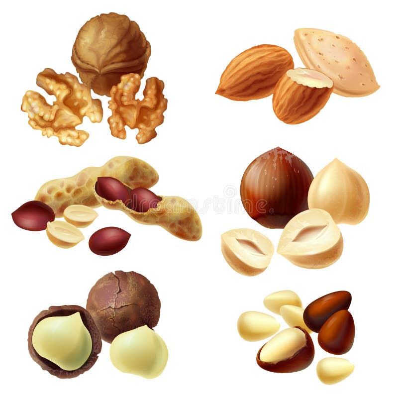 3d Realistic Set of Various Nuts Stock Photo - Image of core, clipart ...