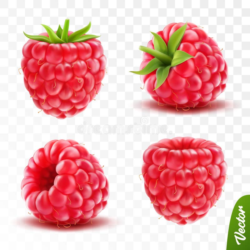 Raspberry Stock Illustrations – 178,702 Raspberry Stock Illustrations ...